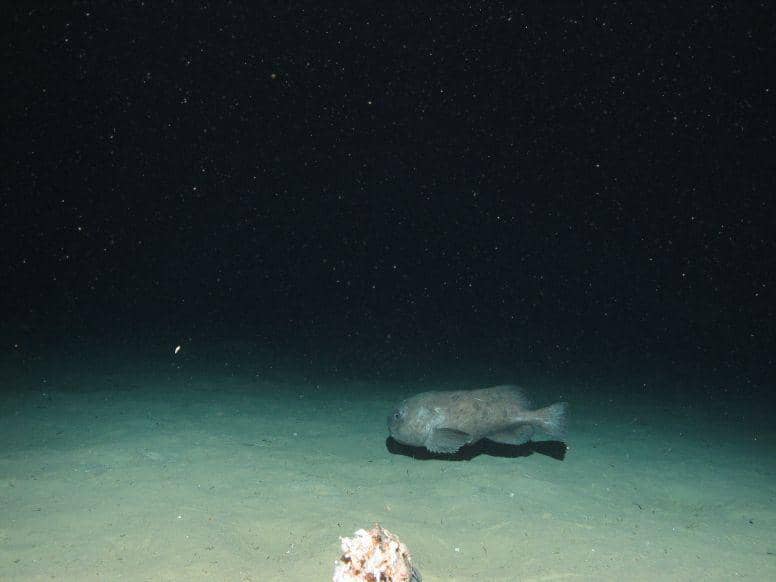 5 Fakta Menarik Blobfish, Penampilan Aslinya Tidak Jelek! | IDN Times