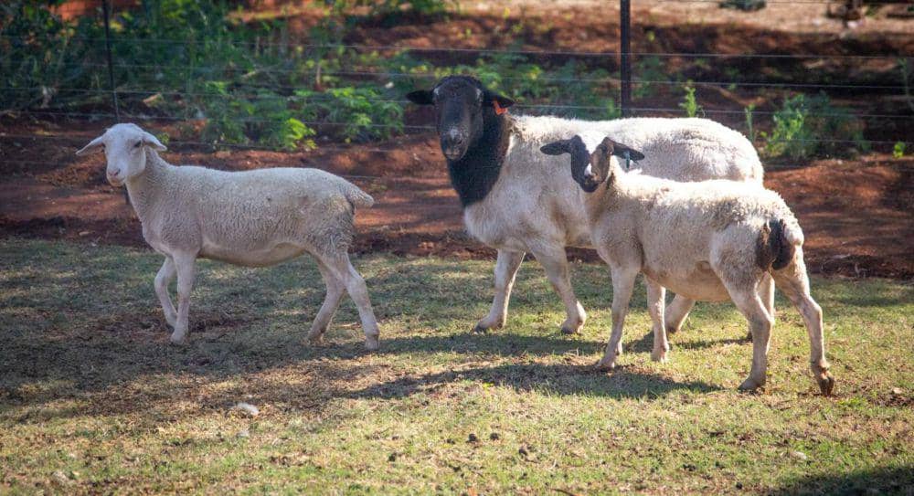 5 Fakta Unik Domba Dorper, Peluang Ternak yang Menjanjikan! | IDN Times