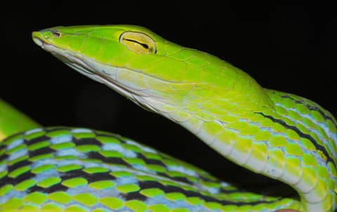 8 Fakta Ular Pucuk yang Sering Kita Temui, Tidak Berbahaya | IDN Times