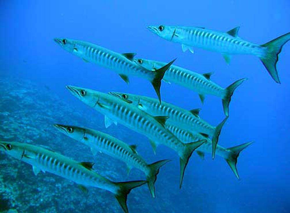 8 Fakta Unik Barakuda, Dagingnya Beracun Bagi Manusia? | IDN Times