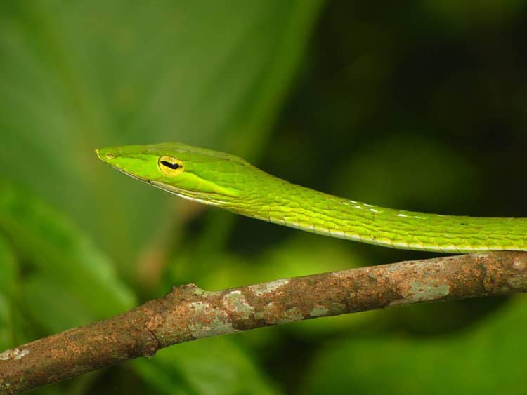 8 Fakta Ular Pucuk yang Sering Kita Temui, Tidak Berbahaya | IDN Times