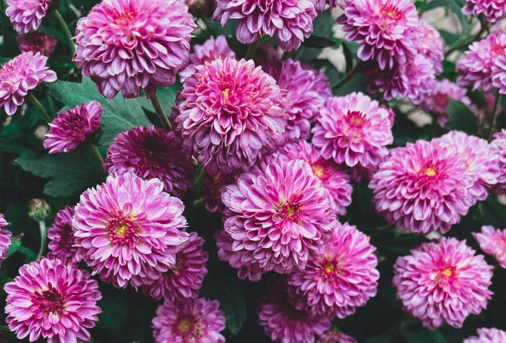 Cantik, 14 Nama Ilmiah Bunga yang Ternyata Familiar! | IDN Times