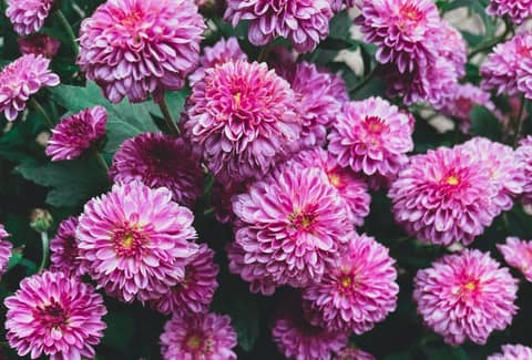 Cantik, 14 Nama Ilmiah Bunga yang Ternyata Familiar! | IDN Times