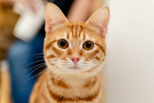 4 Fakta Ilmiah tentang Kucing Oren dan Karakteristik Menariknya | IDN Times
