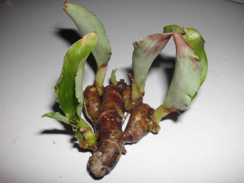 5 Jenis Rimpang dan Manfaatnya bagi Kesehatan | IDN Times