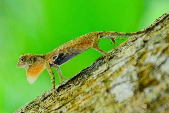 5 Fakta Menarik Cekibar, Spesies Cecak Terbang yang Unik! | IDN Times
