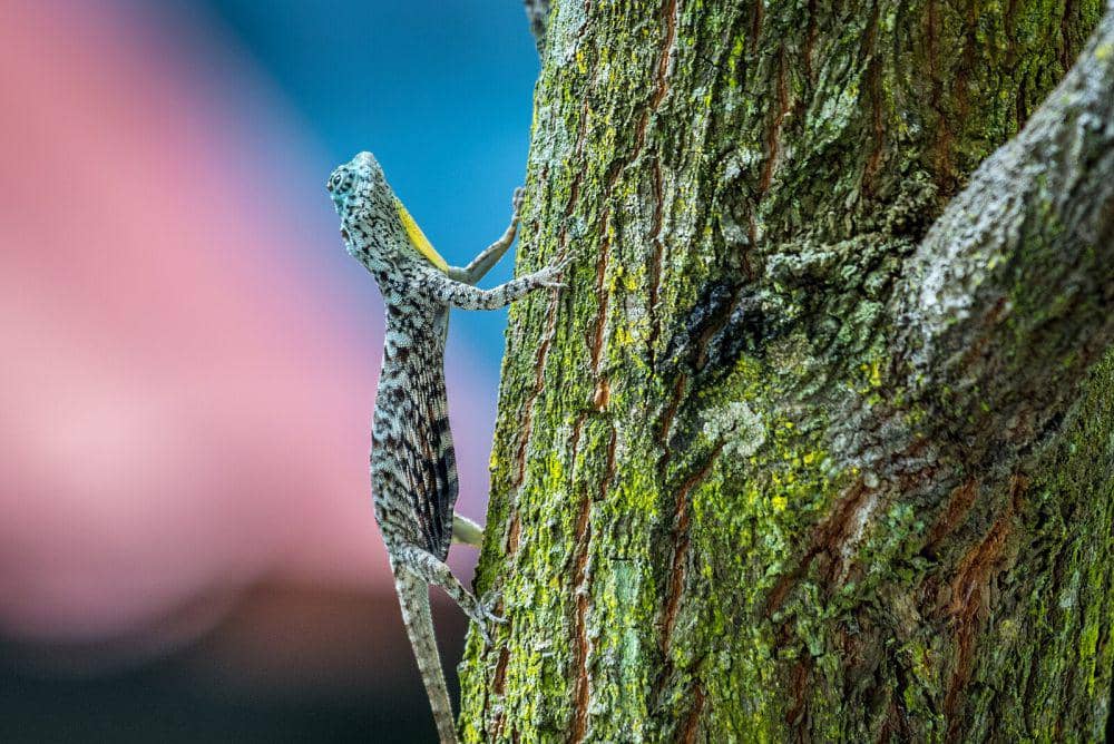 5 Fakta Menarik Cekibar, Spesies Cecak Terbang yang Unik! | IDN Times