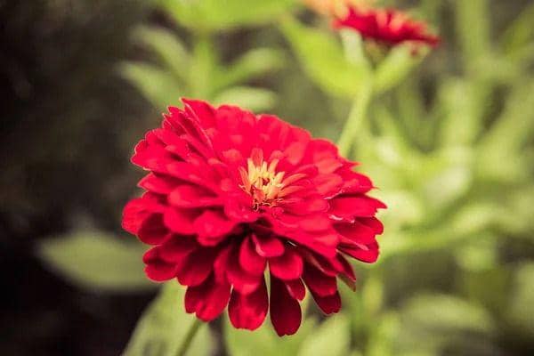 8 Makna Bunga Aster, Tiap Warna Membawa Pesan Berbeda | IDN Times