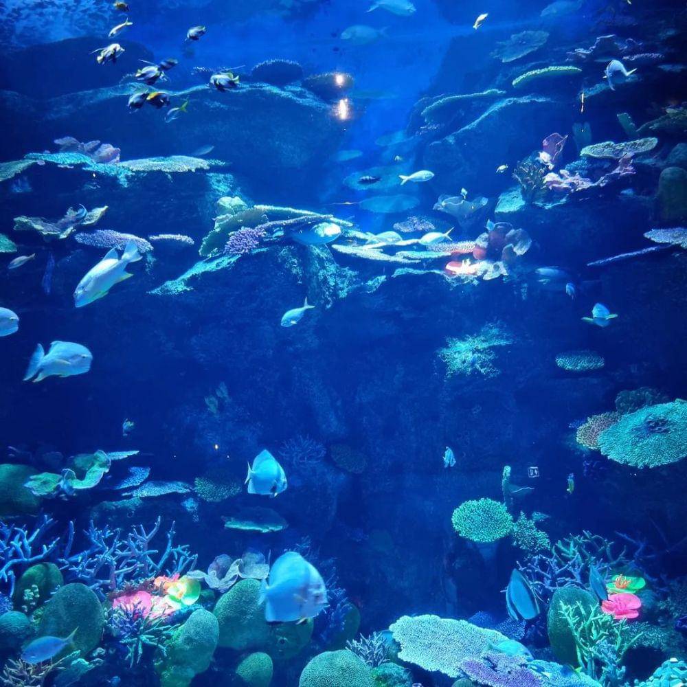 Oceanarium BXSea Bintaro: Lokasi, Harga Tiket, dan Tips | IDN Times