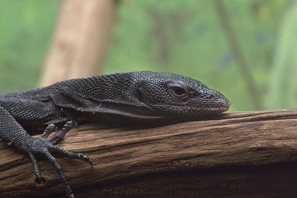 13 Jenis Biawak yang Dilindungi di Indonesia, Jangan Diburu! | IDN Times