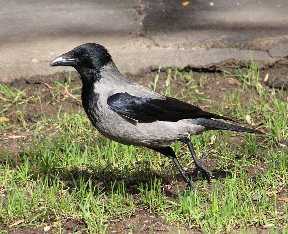 5 Spesies Burung Gagak Endemik Indonesia yang Terancam Punah | IDN Times