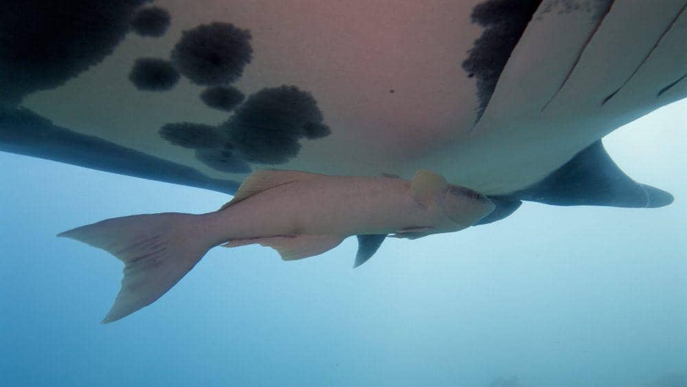 Ikan Remora, Menempel di Tubuh Ikan Lain untuk Bertahan Hidu | IDN Times
