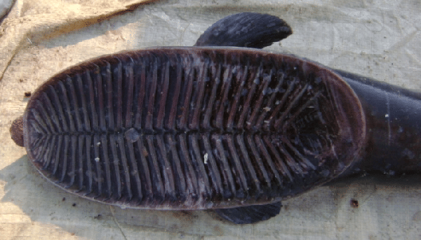 Ikan Remora, Menempel di Tubuh Ikan Lain untuk Bertahan Hidu | IDN Times