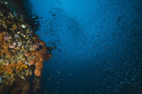 6 Hewan Laut yang Unik dan Menarik, Ada Bintang Laut dan Sea | IDN Times
