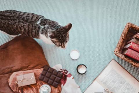 Apakah Kucing Boleh Makan Cokelat? Berikut Jawabannya | IDN Times