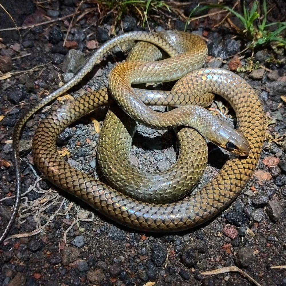 7 Fakta Ular Koros, Sahabat Petani yang Sering Difitnah | IDN Times