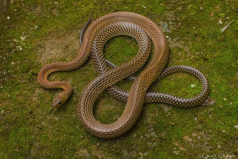 7 Fakta Ular Koros, Sahabat Petani yang Sering Difitnah | IDN Times