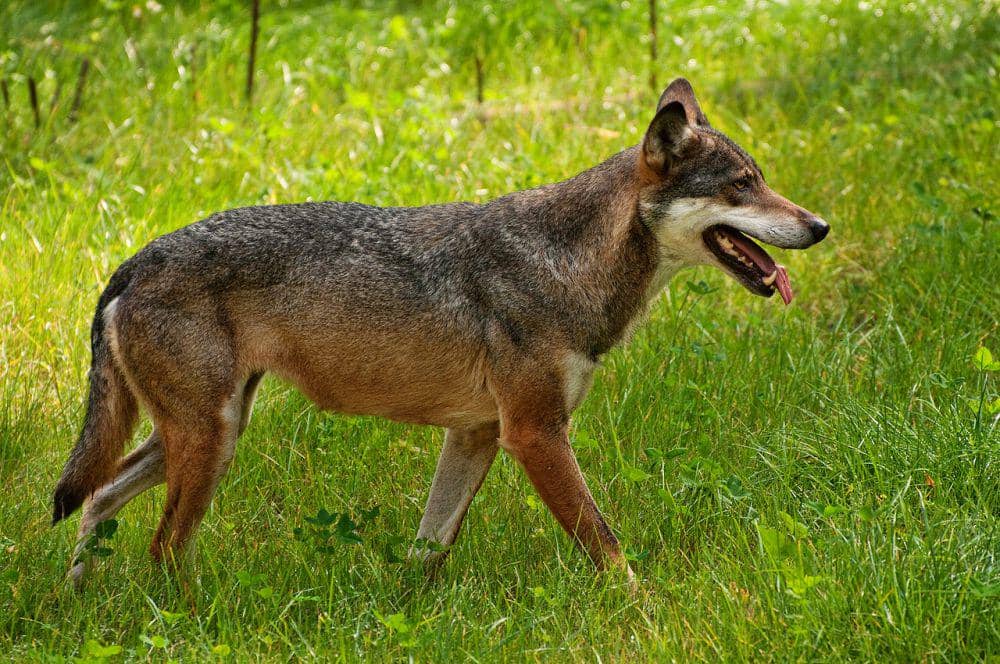 Fakta Eurasian Wolf | IDN Times