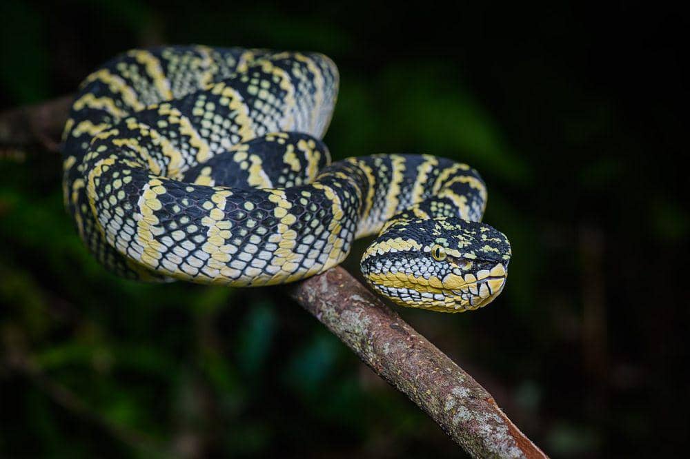 Mengenal Ular Viper, Ular Unik dengan Kepala Berbentuk Segit | IDN Times