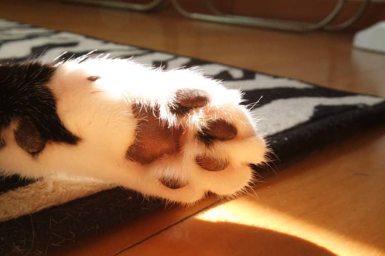 4 Fakta Ilmiah tentang Paw Kucing yang Jarang Diketahui | IDN Times