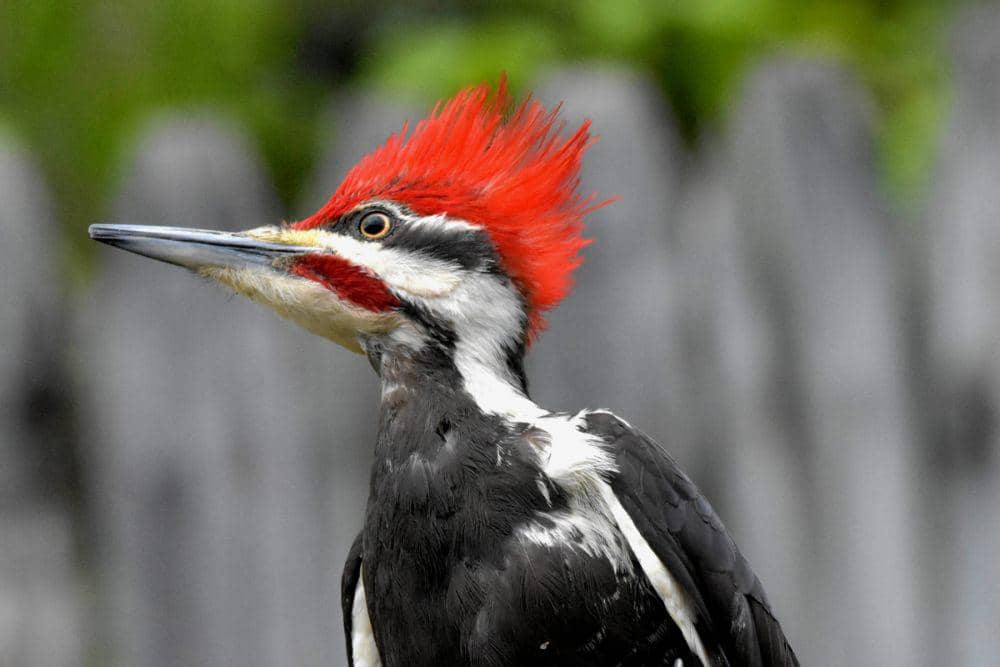 6 Fakta Burung Pelatuk, Burung yang Jadi Inspirasi Woody Woo | IDN Times