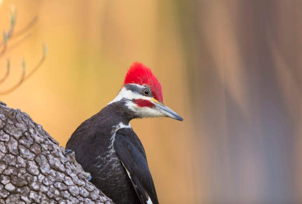 6 Fakta Burung Pelatuk, Burung yang Jadi Inspirasi Woody Woo | IDN Times