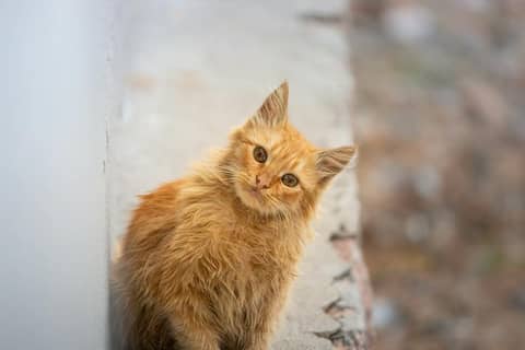Apakah Kucing Tahu Namanya Saat Dipanggil? Ini Jawabannya | IDN Times