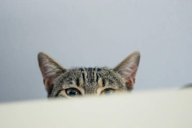 Apakah Kucing Tahu Namanya Saat Dipanggil? Ini Jawabannya | IDN Times