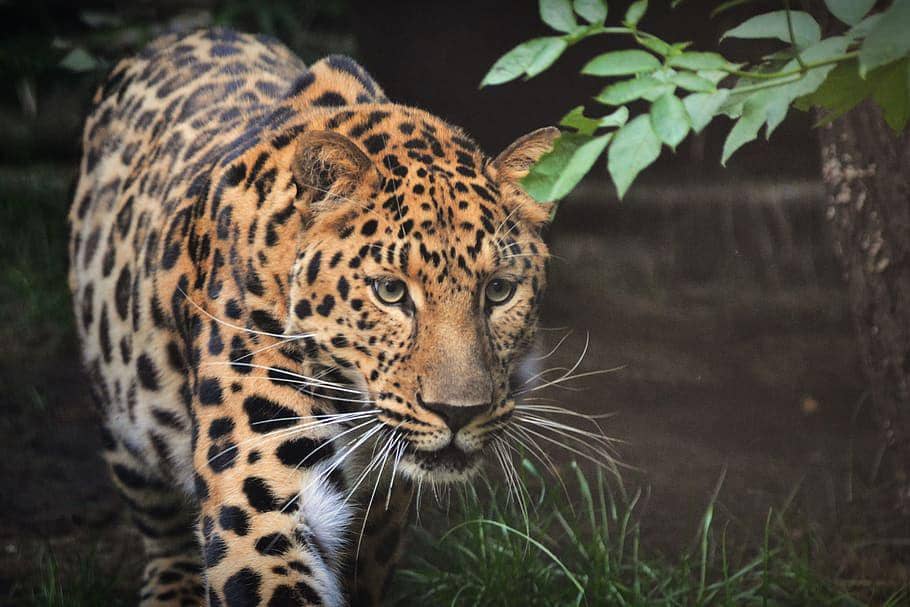 5 Fakta Macan Tutul dan Macan Kumbang, Serupa tapi Tak Sama | IDN Times