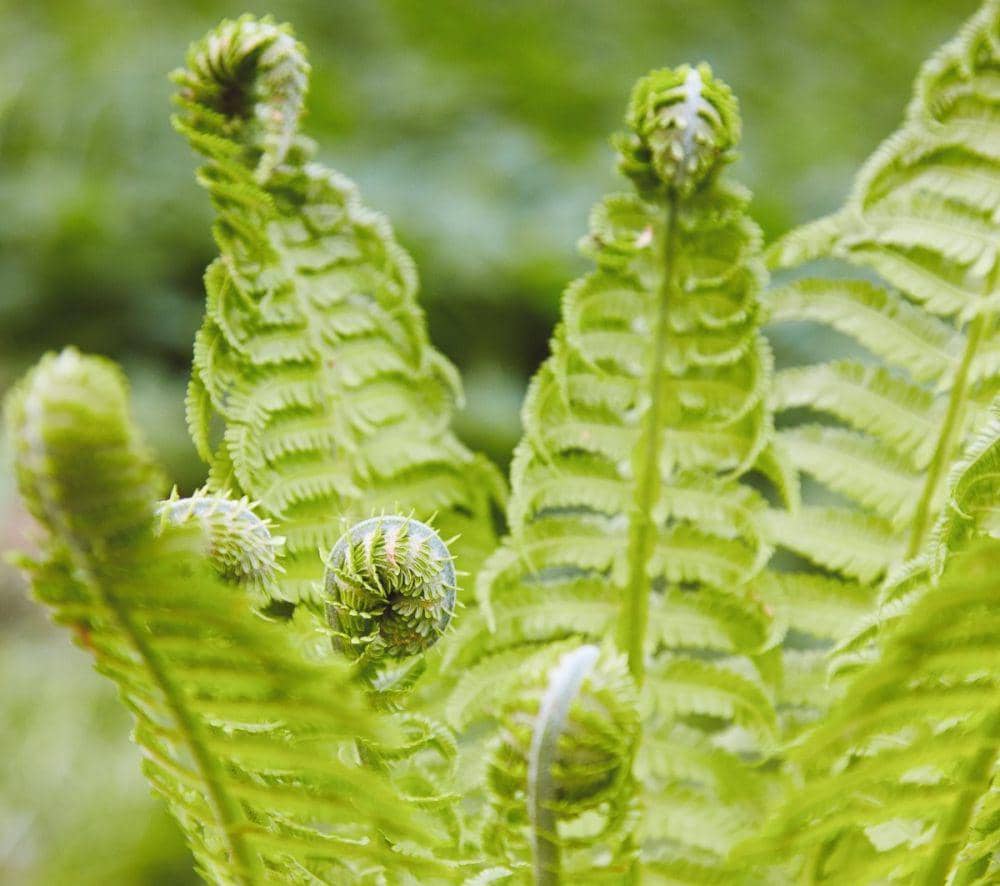 Tak Hanya Cantik, 5 Tanaman Pakis Ini Juga Enak Dimakan | IDN Times Sulsel