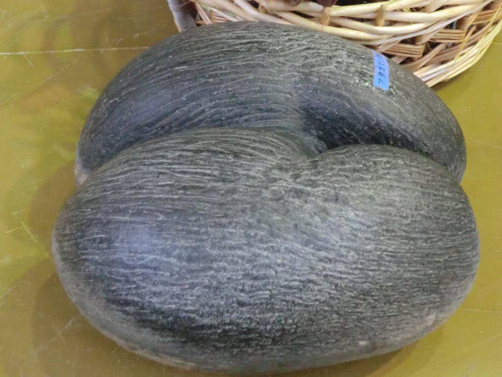 5 Fakta Coco De Mer, Buah Terbesar dan Terberat di Dunia | IDN Times