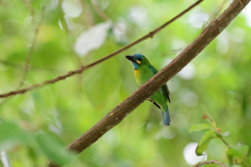 Kenali 5 Spesies Burung Takur Endemik Indonesia, Hampir Puna | IDN Times
