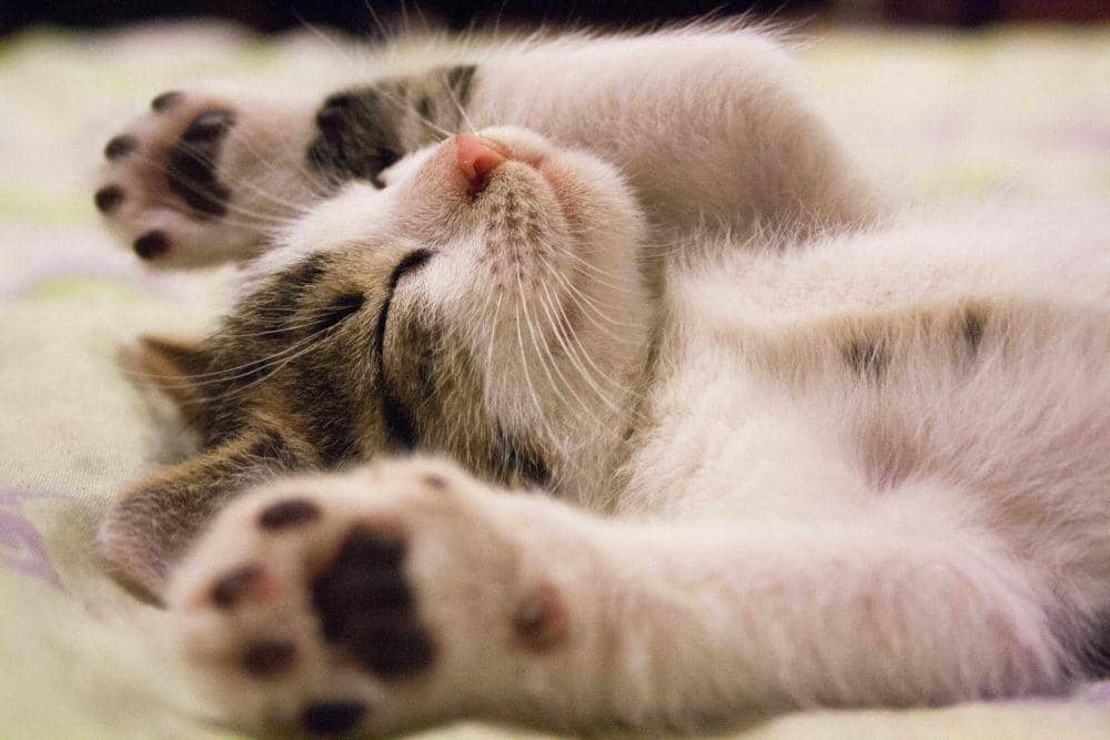 7 Fakta Nematomorpha, si Cacing Zombie yang Hidup di Perut B | IDN Times