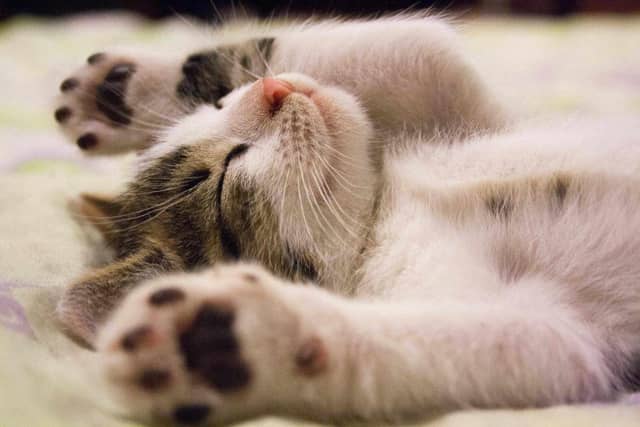 5 Fakta Menarik Kucing Merah Kalimantan, Hewan Liar Endemik yang Hampir ...