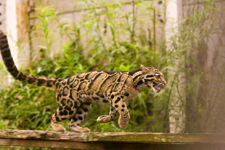9 Fakta Menarik Macan Dahan, Pupil Matanya Berbeda | IDN Times