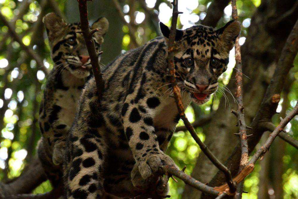 9 Fakta Menarik Macan Dahan, Pupil Matanya Berbeda | IDN Times