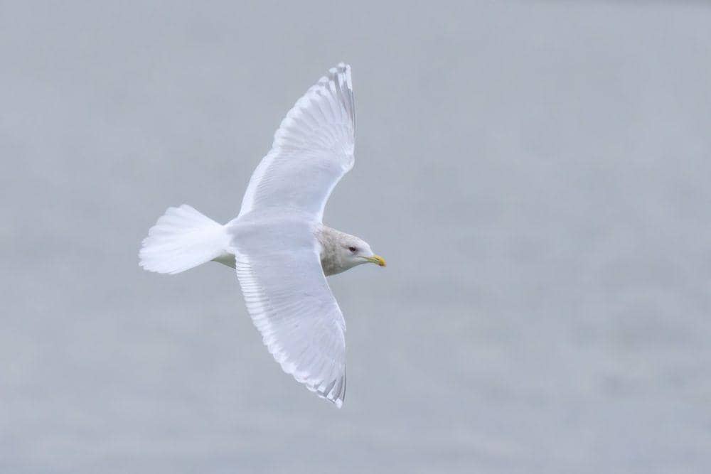 Kenali 5 Spesies Burung Camar Dilindungi di Indonesia, Janga | IDN Times