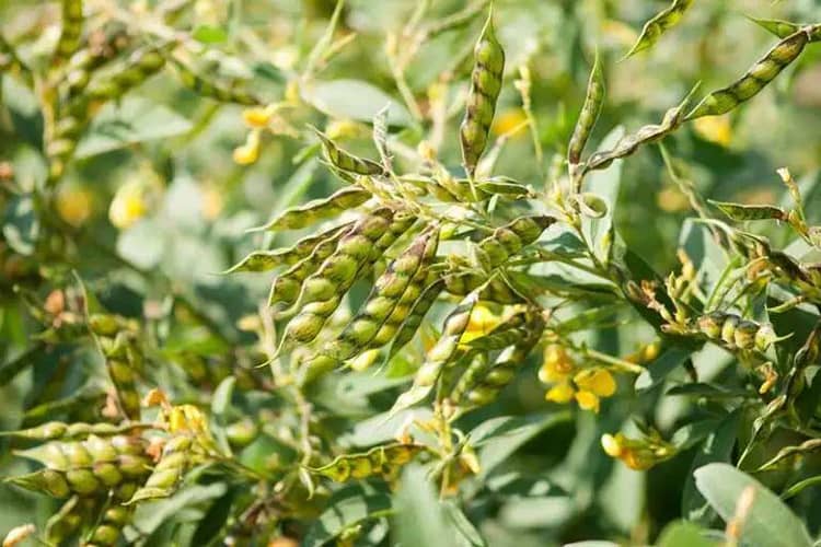 5 Fakta Tanaman Gude, Penghasil Kacang Sumber Pangan Potensi | IDN Times