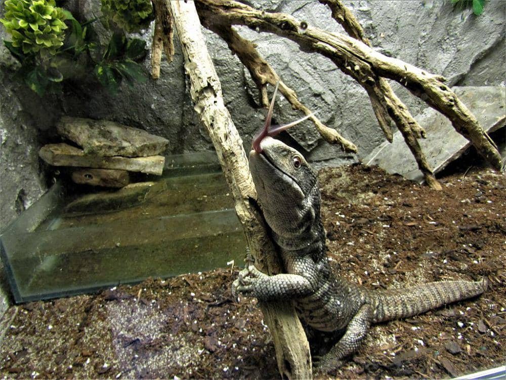 6 Fakta Biawak Sabana yang Dapat Dipelihara, Asli Afrika | IDN Times