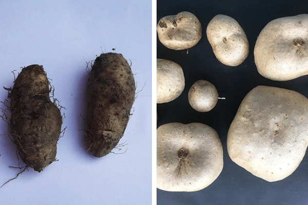 6 Perbedaan Gembili dan Gembolo | IDN Times