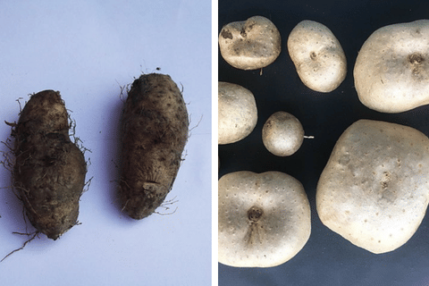 6 Perbedaan Gembili dan Gembolo | IDN Times