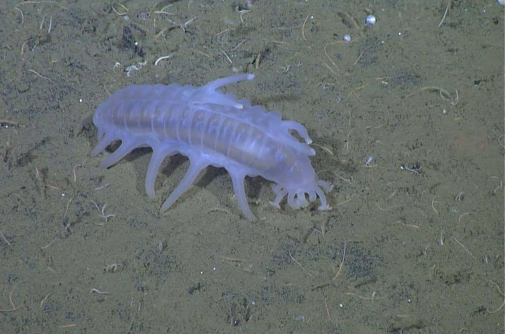 Pernah Dengar Babi Laut? Hewan Lucu Keluarga Teripang | IDN Times