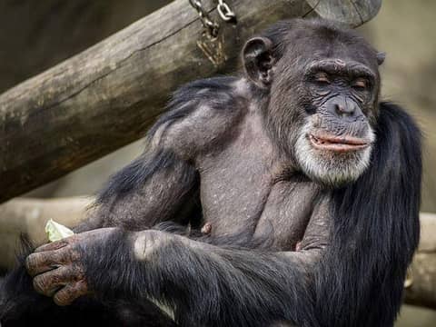7 Fakta Unik Simpanse, Dikenal Hewan Paling Cerdas di Dunia | IDN Times
