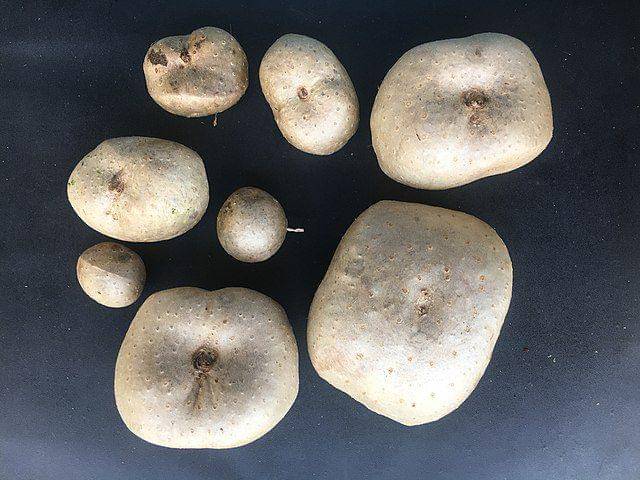 6 Perbedaan Gembili dan Gembolo | IDN Times