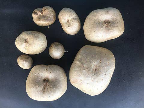 6 Perbedaan Gembili dan Gembolo | IDN Times