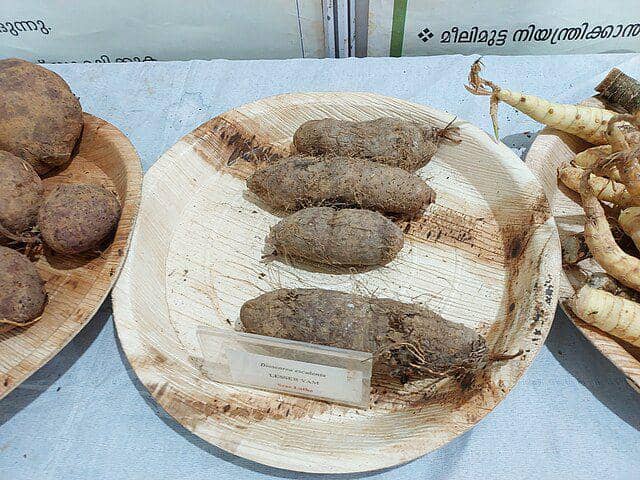 6 Perbedaan Gembili dan Gembolo | IDN Times