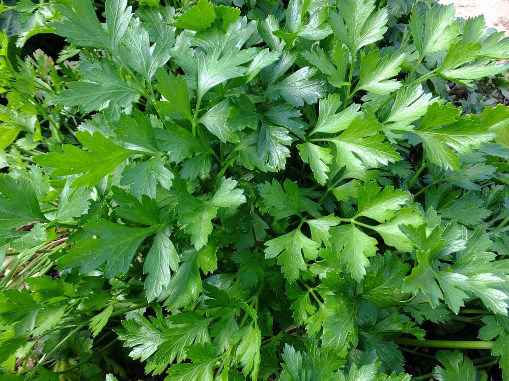 Tips Memakai Peterseli pada Masakan, Aroma Sajian Jadi Harum | IDN ...