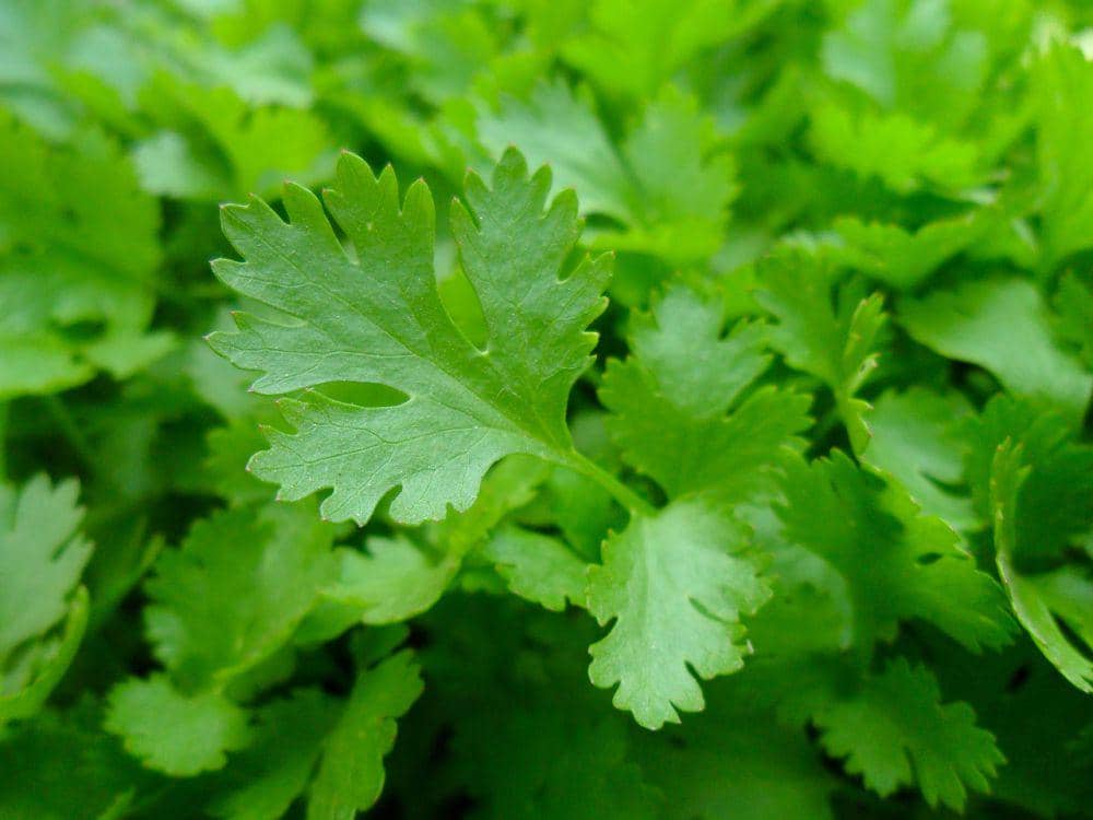 Tips Memakai Peterseli pada Masakan, Aroma Sajian Jadi Harum | IDN ...