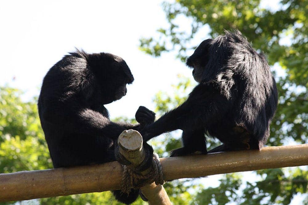 7 Fakta Unik Siamang, Terkenal dengan Suaranya yang Nyaring | IDN Times