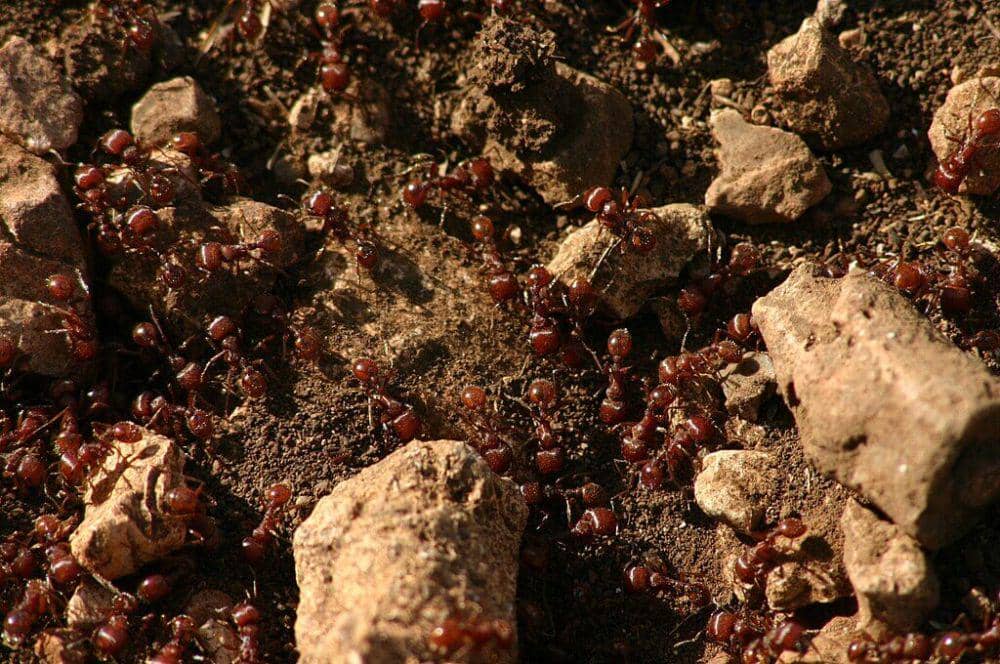 10 Fakta Unik Semut Api, Serangga dengan Sengatan Menyakitka | IDN Times
